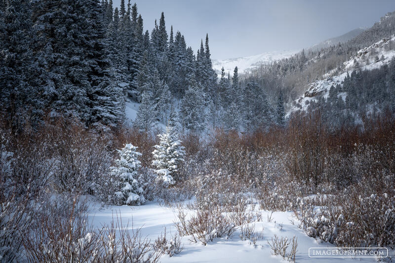 Winter's Spotlight | Hidden Valley | Images of Rocky Mountain National Park